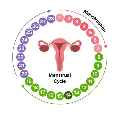 Menstrual Cycle Read Biology Ck Foundation