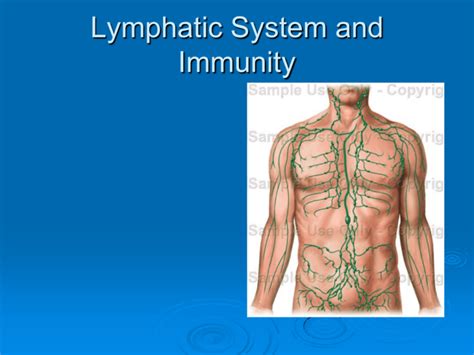 Lymphatic System And Immunity