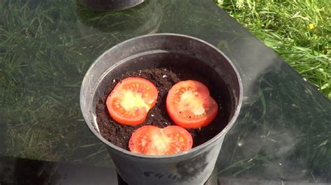 Experimento Germinar Tomate De Supermercado