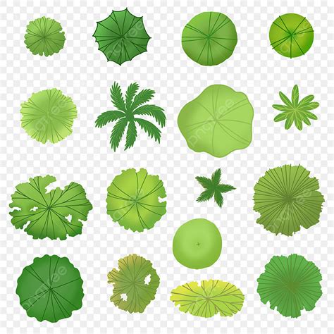 Tree Top View PNG Transparent 17 Tree Top View Color Bigtree Top