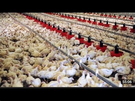 comment connaître le bon état des chairs poulet de 27 jours YouTube