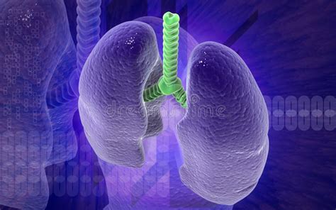 Human Lungs In Detail Anatomy Eps10 Vector Stock Illustration Hand