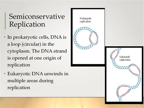 Dna Structure And Function Ppt Download
