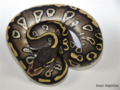 Bazinga Ball Morph List World Of Ball Pythons Cute Reptiles