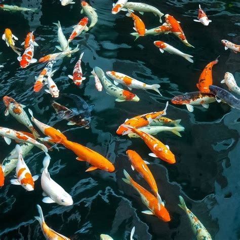 Fascinating Koi Fish Facts You Need To Know