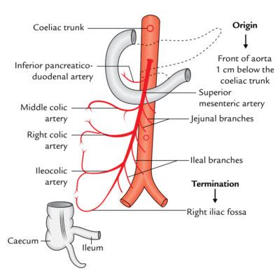 Superior Mesenteric Artery Angiogram