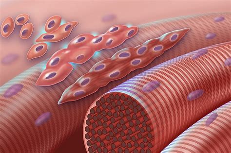 Muscle Cells Myocyte Physiopedia