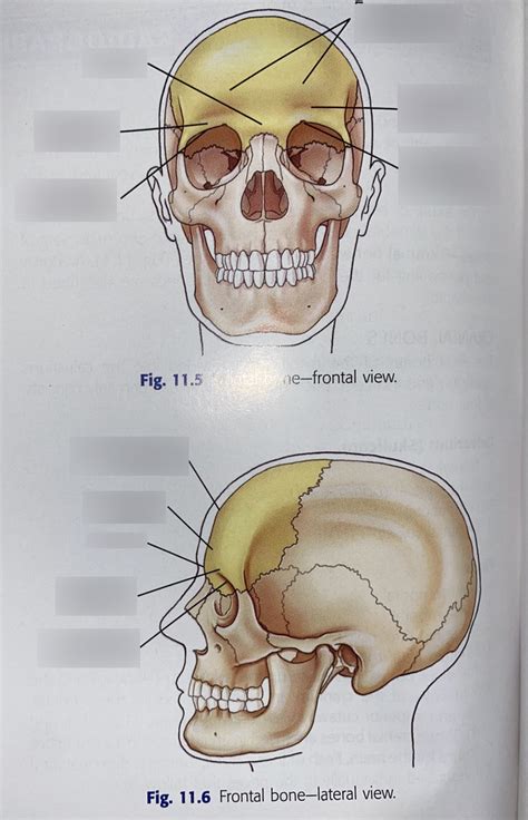 Frontal Bone Diagram Quizlet