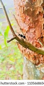 98 Monomorphic Images Stock Photos Vectors Shutterstock
