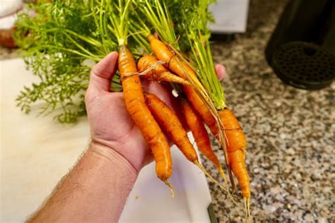 Carrot Plant Growth Stages Seed To Harvest W Pictures