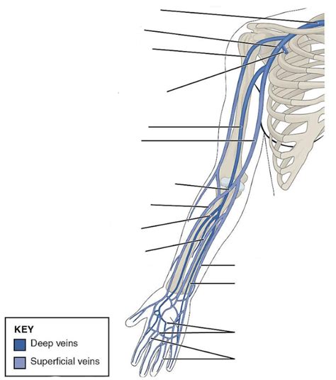 Ap Upper Limb Veins Diagram Diagram Quizlet