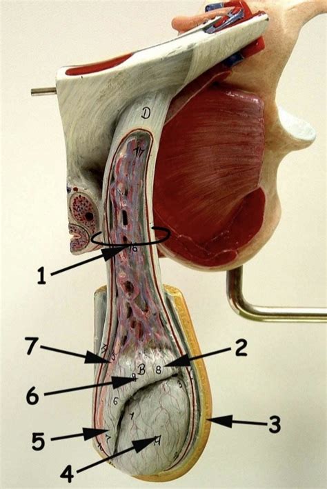 Structure Of The Testis Diagram Quizlet