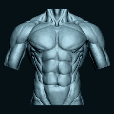 Human Torso D Model Turbosquid