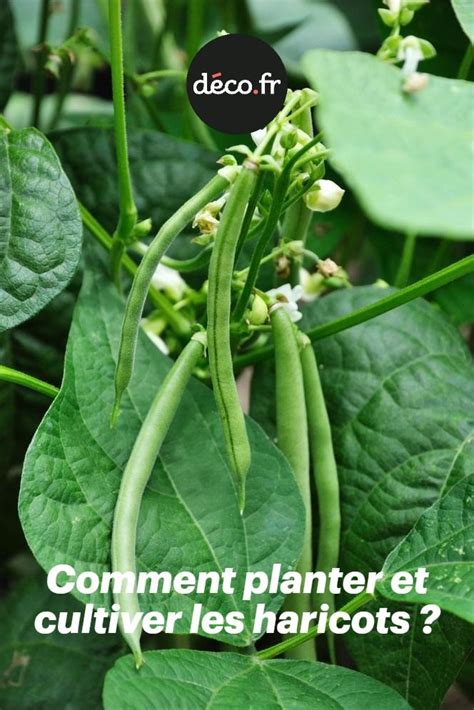 Comment Planter Et Cultiver Les Haricots Planter Des Haricots Verts
