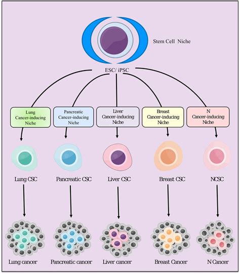 Conversion Of Stem Cells To Cancer Stem Cells Undercurrent Of Cancer