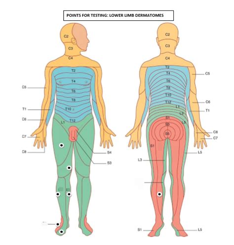 Lower Limb Dermatomes Diagram Quizlet