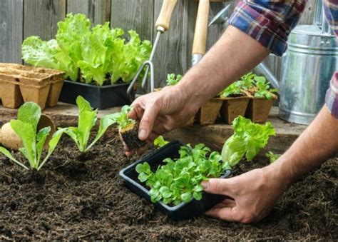Aprende a crear tu huerto ecológico paso a paso Segoviaudaz es