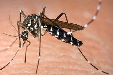 Gambar Telur Nyamuk Aedes Aegypti Cabai