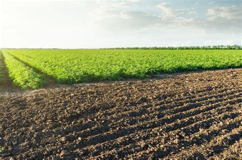 Tyle kosztuje hektar ziemi rolnej w 2023 r Ceny gruntów znów w górę