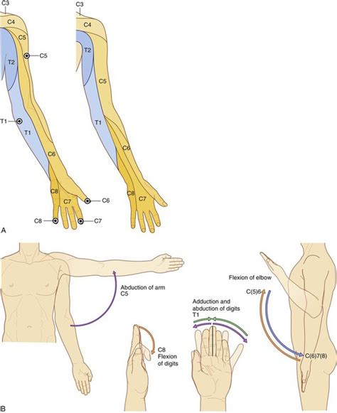 Upper Limb Basicmedical Key