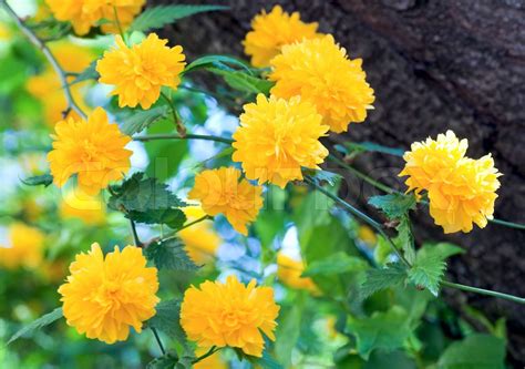 Smukke For R Kvist Med Gule Blomster Makro Stock Foto Colourbox