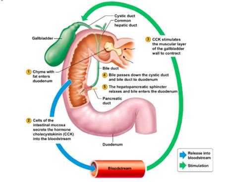 DIGESTION LECTURE Flashcards Quizlet