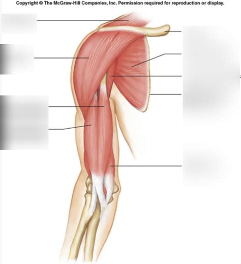 Anterior Pectoral Girdle Muscles Diagram Quizlet