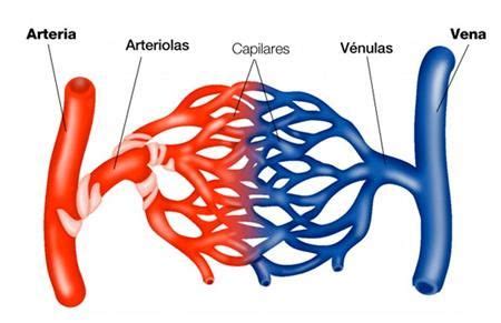 Vasos Sanqu Neos Que Funci N Realizan Cigb Por Una Ciencia Sostenible