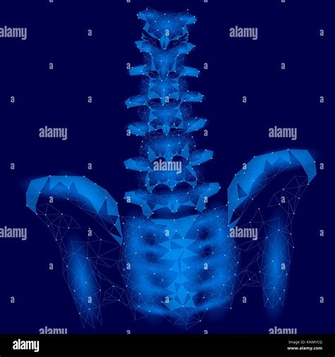 Anatomy Of Lumbar Spine High Resolution Stock Photography And Images