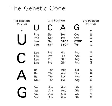 What Is The Genetic Code Definition Properties Chart