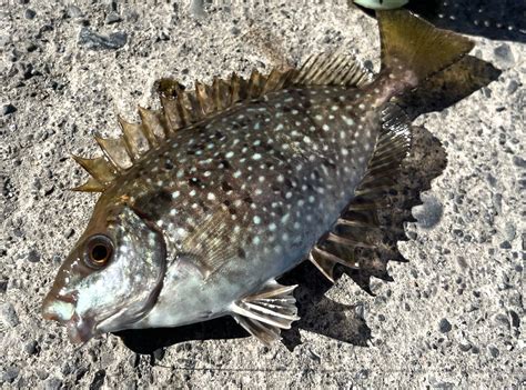 アイゴサビキですぐ釣れるけど絶対触っちゃダメ スモールズー