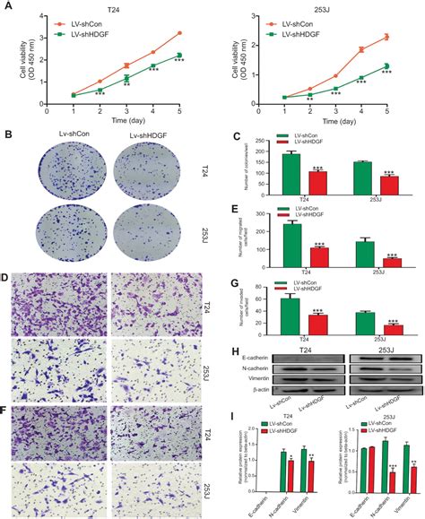 Downregulation Of HDGF Inhibits The Tumorigenesis Of Bladder Cancer Ce