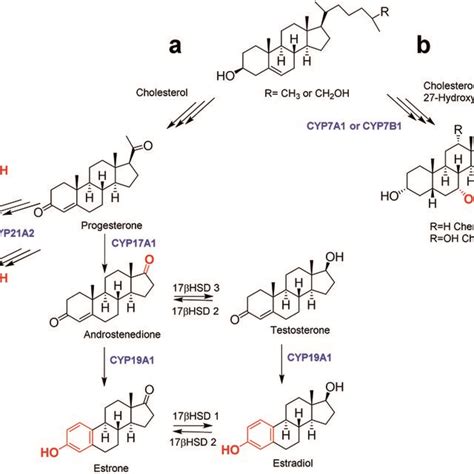 Simplified Scheme Of Biosynthesis Of Steroid Hormones A And Bile