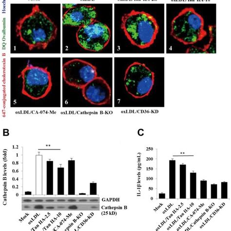 Tan IIA Inhibits OxLDL Induced Macrophage Lysosomal Damage And