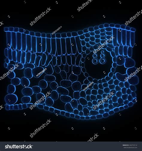 89 Structure Dicot Leaf Images Stock Photos Vectors Shutterstock