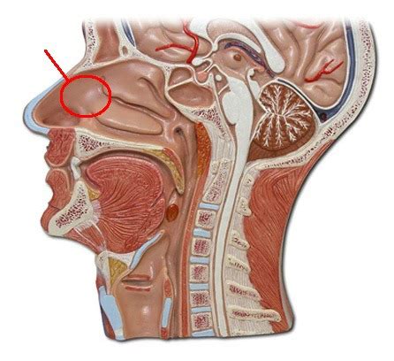 A P II Lab Practical 2 Respiratory Digestive Systems Flashcards