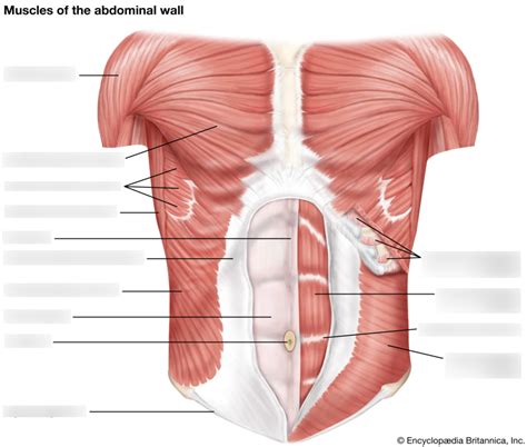 Anterior Abdominal Wall Diagram Quizlet