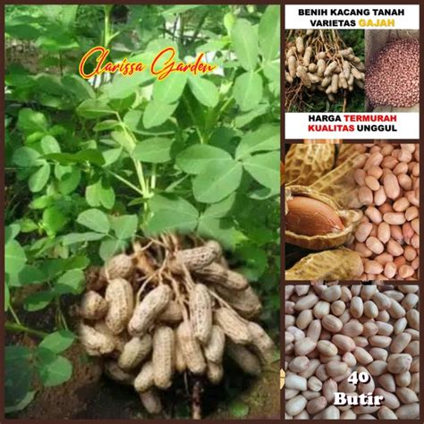 Jual 40 BUTIR BIJI BENIH KACANG TANAH VARIETAS GAJAH SIAP TANAM Kab