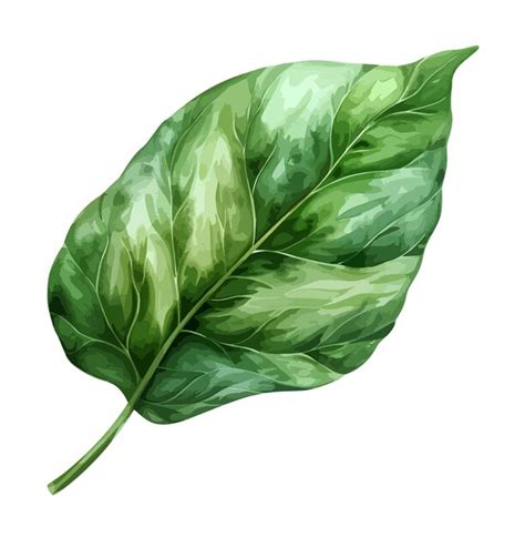 Vector De Clipart De Acuarela De Hoja Verde Vector Premium