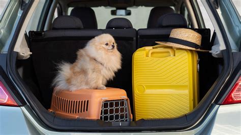 El Viaje Perfecto Descubre La Transportadora Ideal Para Tu Mascota