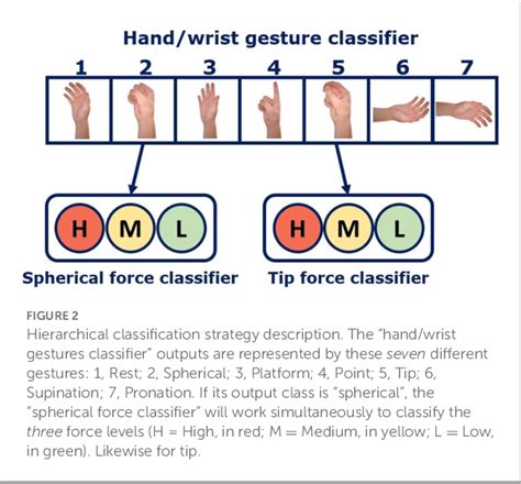 figure 1 from hierarchical strategy for semg classification of the hand wrist gestures and