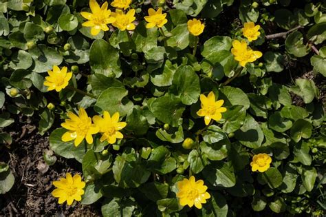 Una Planta Con Flores Amarillas Que Tiene La Palabra Tulipanes Foto