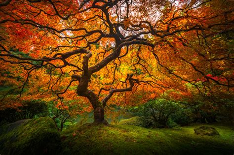 Tree Alan Fullmer