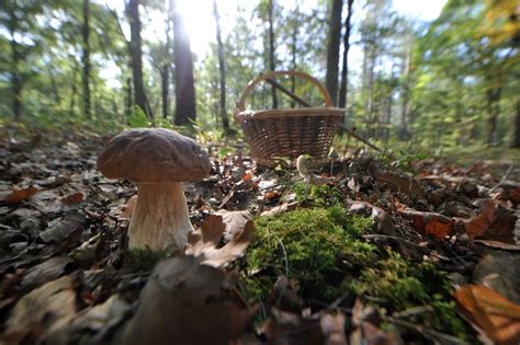 Les champignons sont arrivés dans les forêts d Eure et Loir