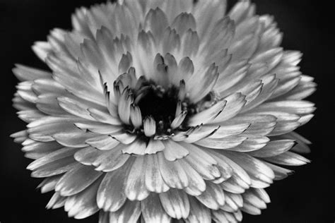 Flor Natureza Plantar Foto Gratuita No Pixabay Pixabay