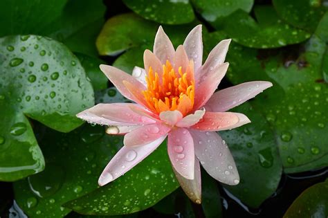 Lilia Wodna Lotos Kwiat Darmowe zdjęcie na Pixabay Pixabay
