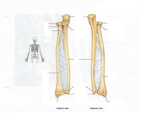 Ulna Diagram Quizlet
