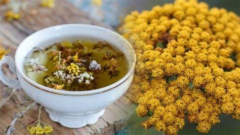 Civan perçemi faydaları nelerdir Kurutulmuş civan perçemi çayı nasıl