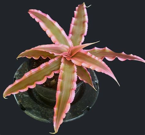 Bromeliads In Australia Cryptanthus It