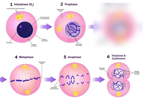 Mitosis Diagram Quizlet